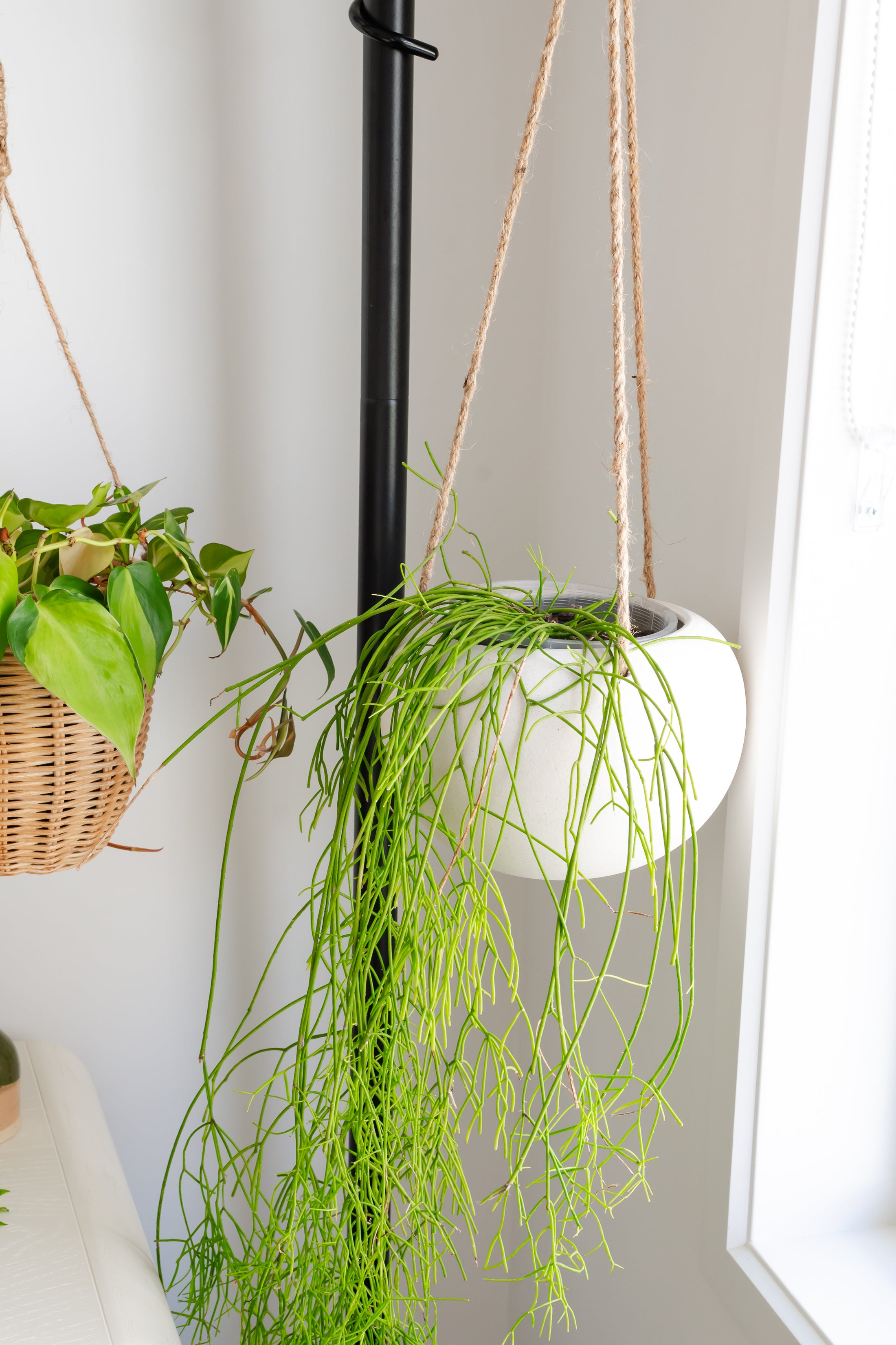 Tension Plant Pole With Hooks - Black – Urban Greenhouse