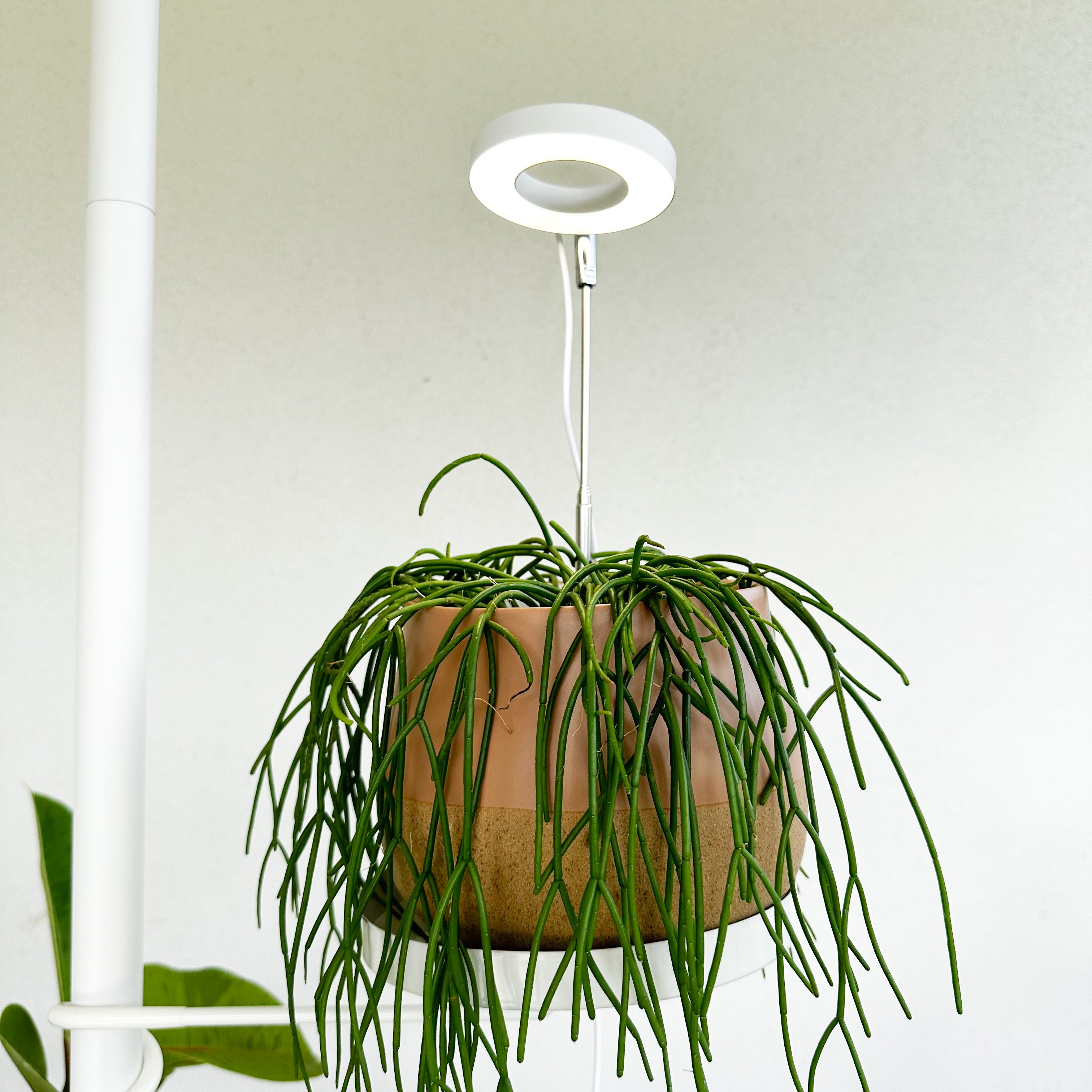 Indoor Grow Light - White – Urban Greenhouse