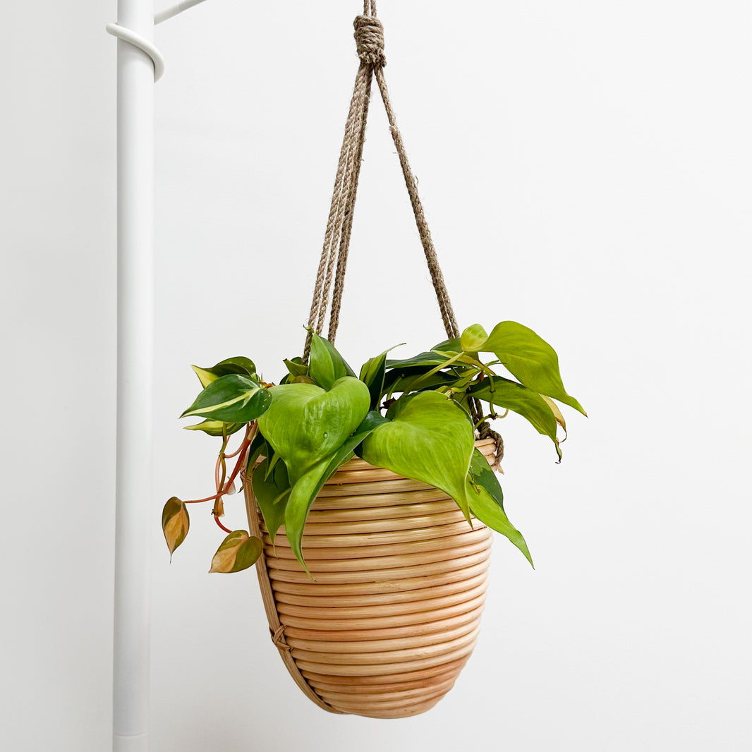 Rattan Hanging Planters – Urban Greenhouse