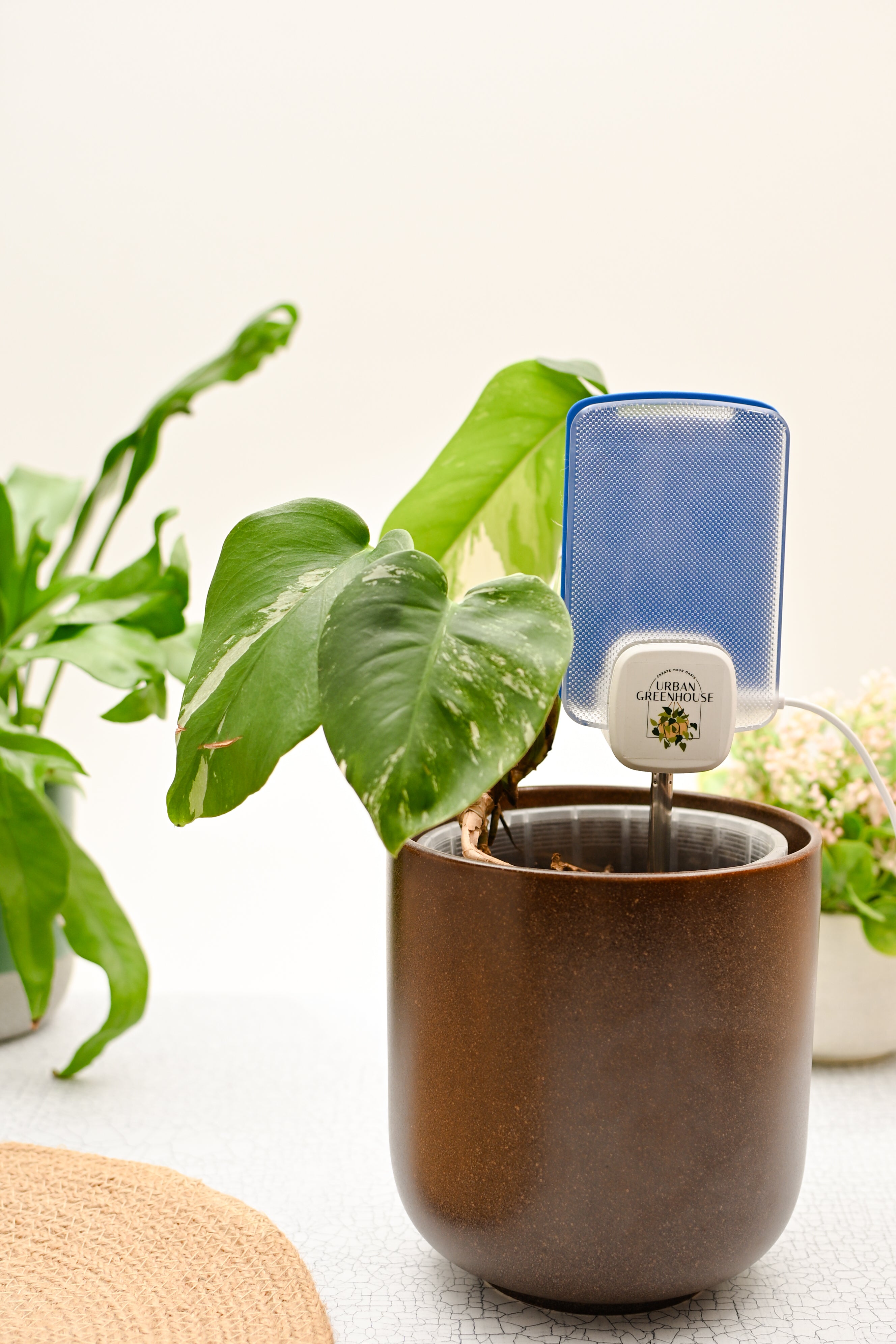 Gnat Glow Trap - Starter Pack – Urban Greenhouse